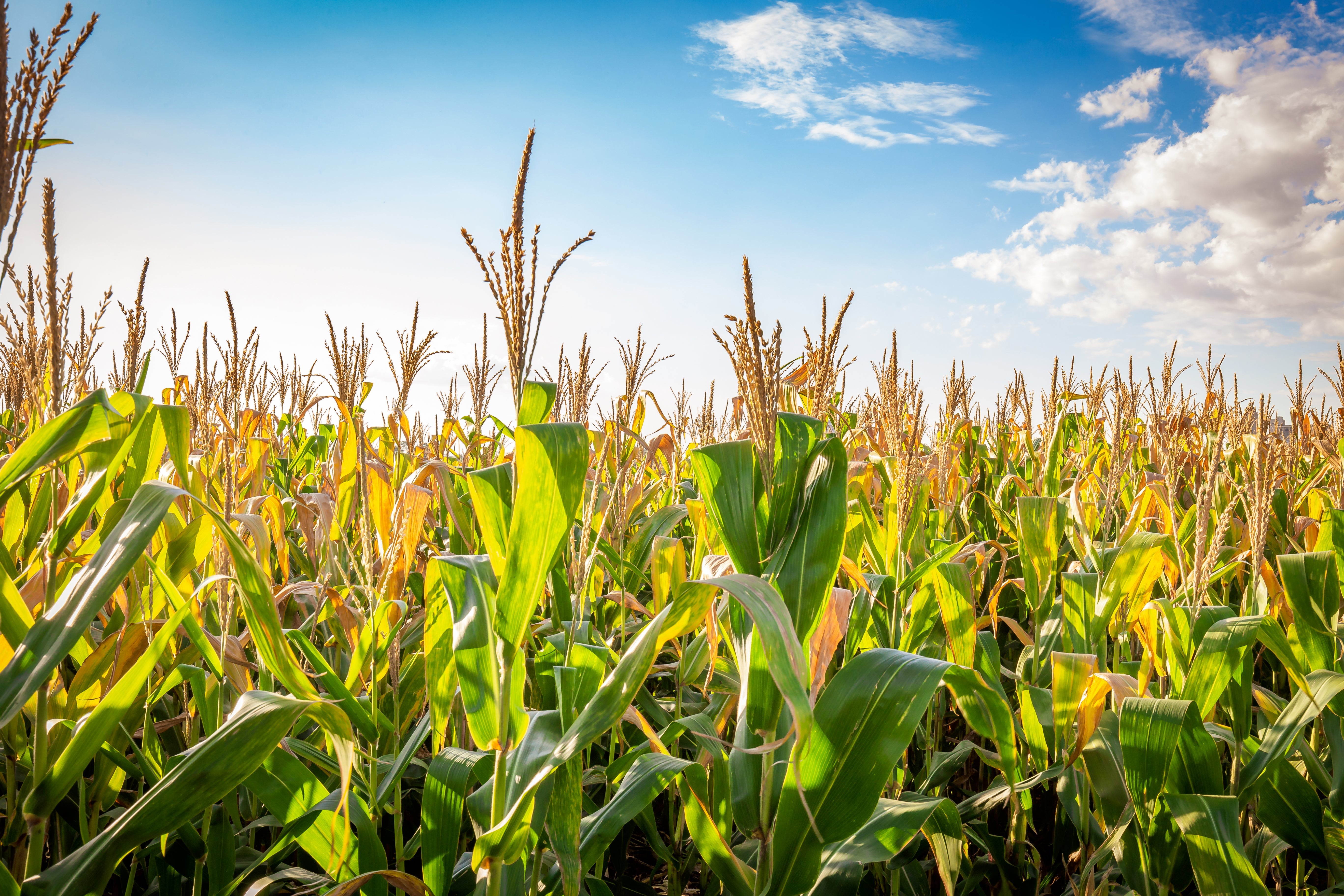 Liquid Fall Fertilizer | Fervita