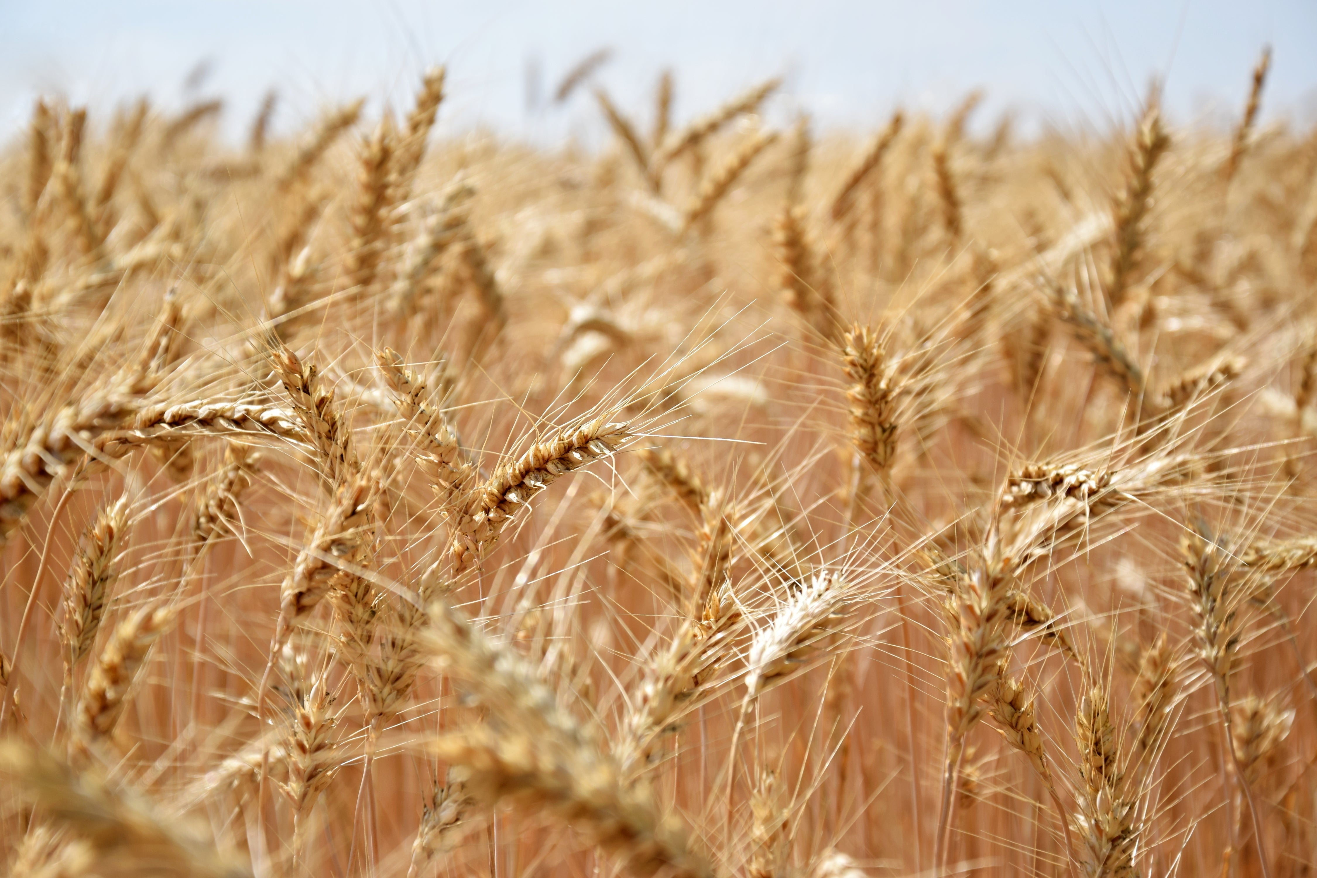 Liquid Fertilizer For Wheat | Fervita